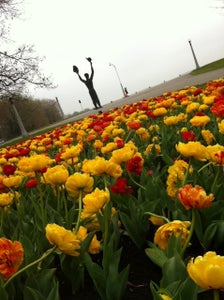 Spring Fever! - Women's Running