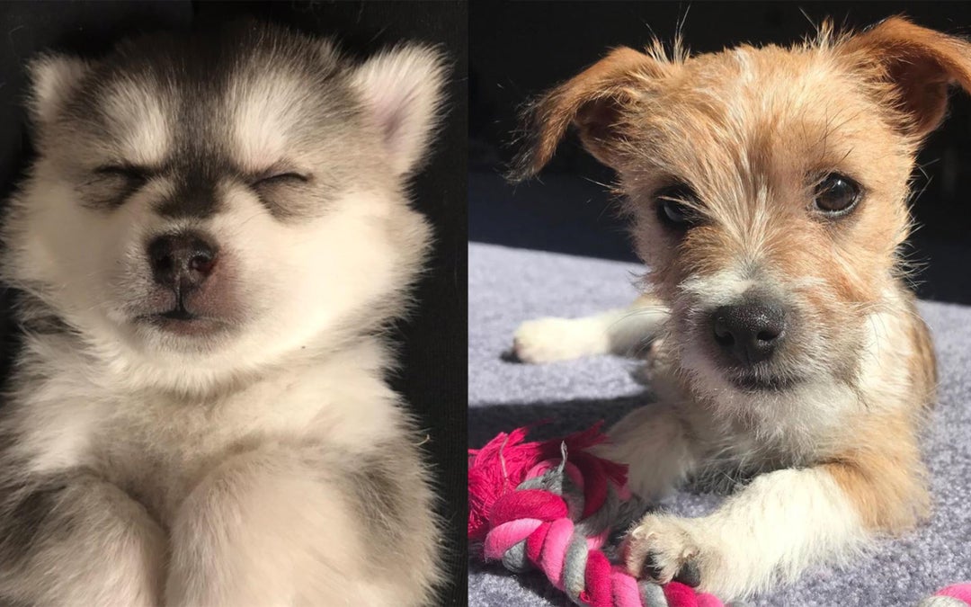 Elite Runners Share Their Dogs on Social Media - Women's Running