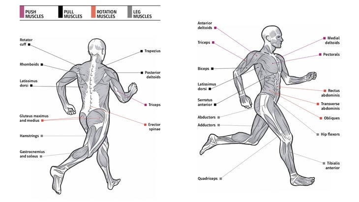 Anatomy for Runners: Meet Your Muscles - Women's Running Anatomy for Runners: Meet Your Muscles - Women's Running